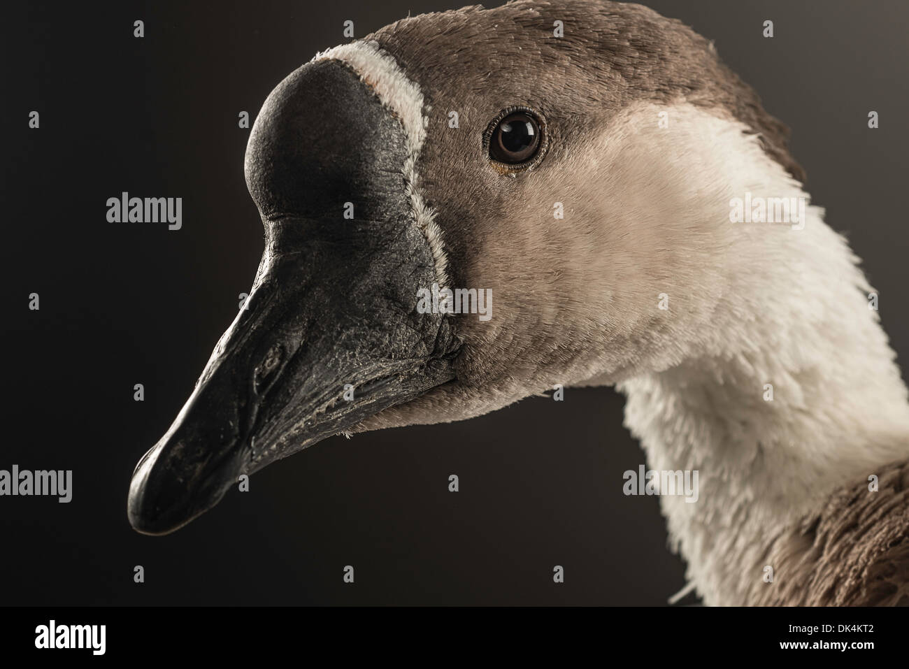 Studio portrait of a gander of the African Gray breed of goose Stock ...