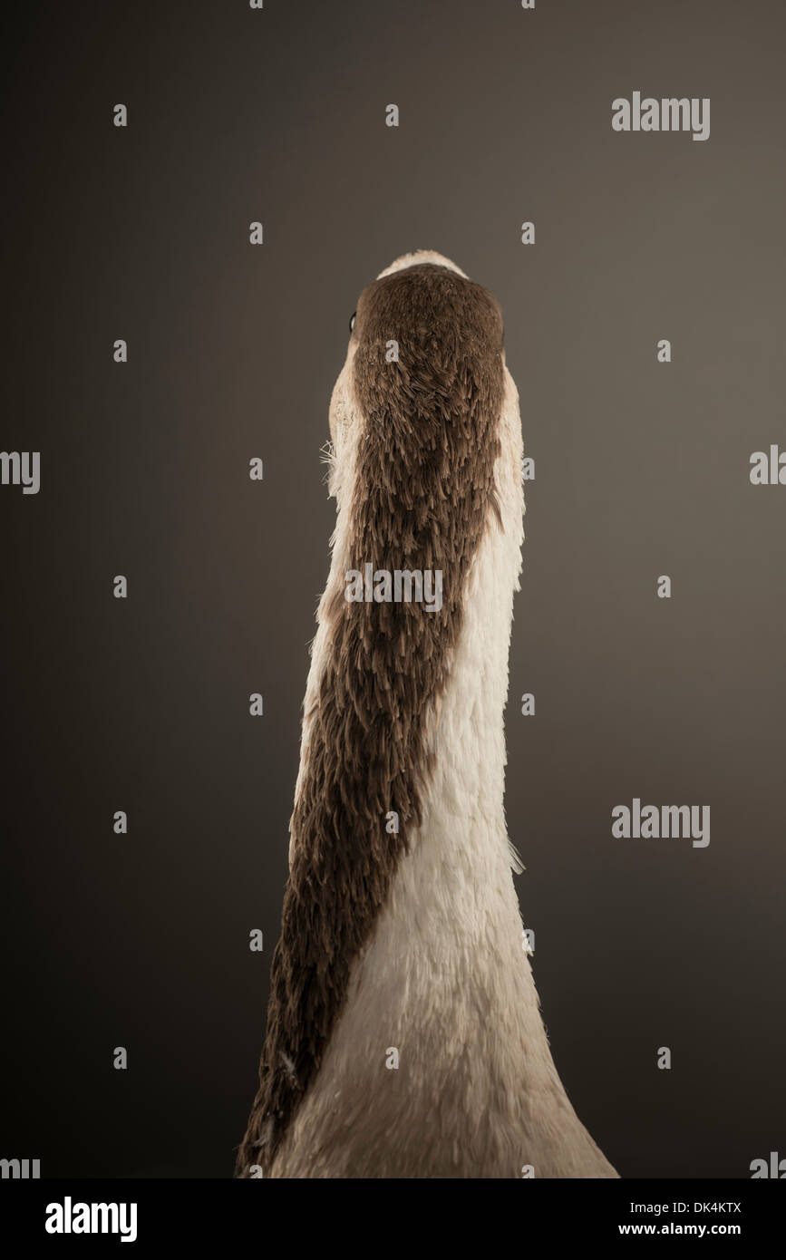 African gray goose High Resolution Stock Photography and Images - Alamy