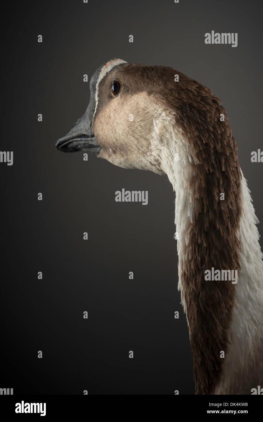 Studio portrait of a gander of the African Gray breed of goose Stock ...