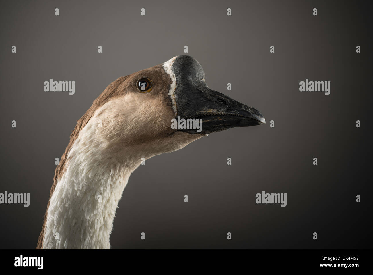 African domestic goose hi-res stock photography and images - Alamy