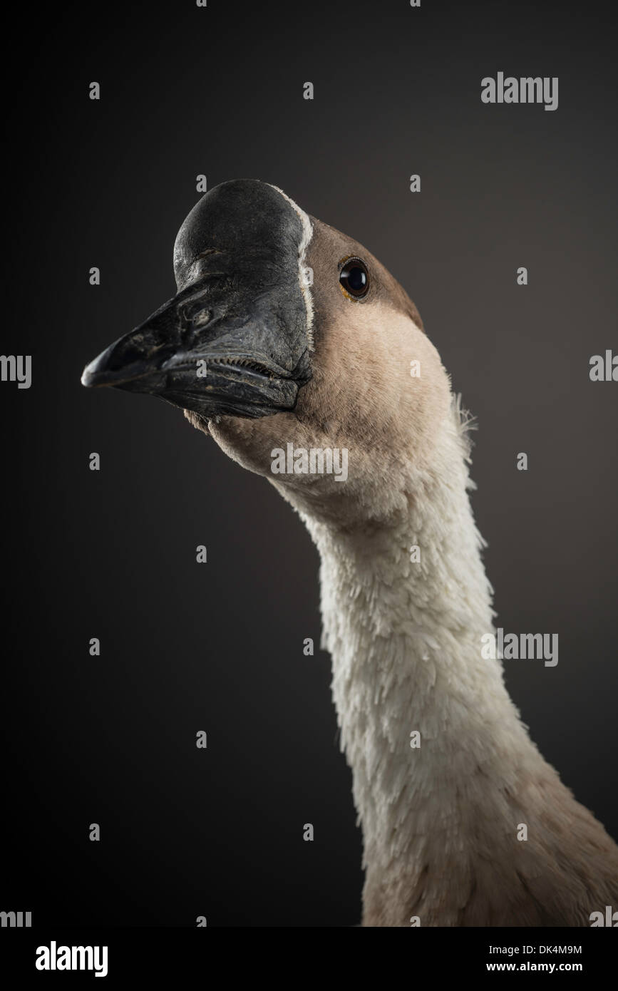 Studio portrait of a gander of the African Gray breed of goose Stock ...
