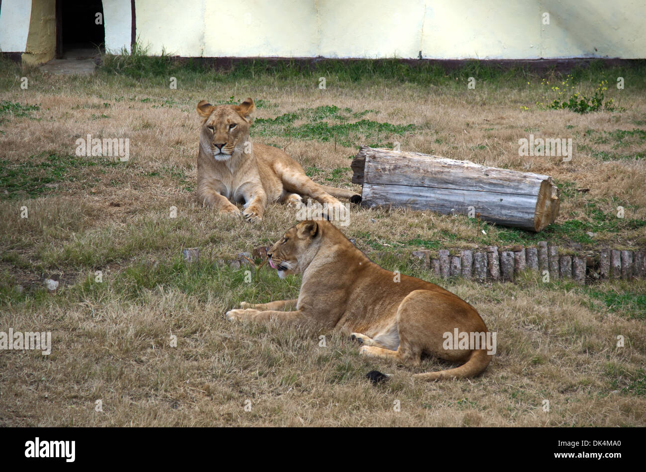 Lions protect hi-res stock photography and images - Alamy