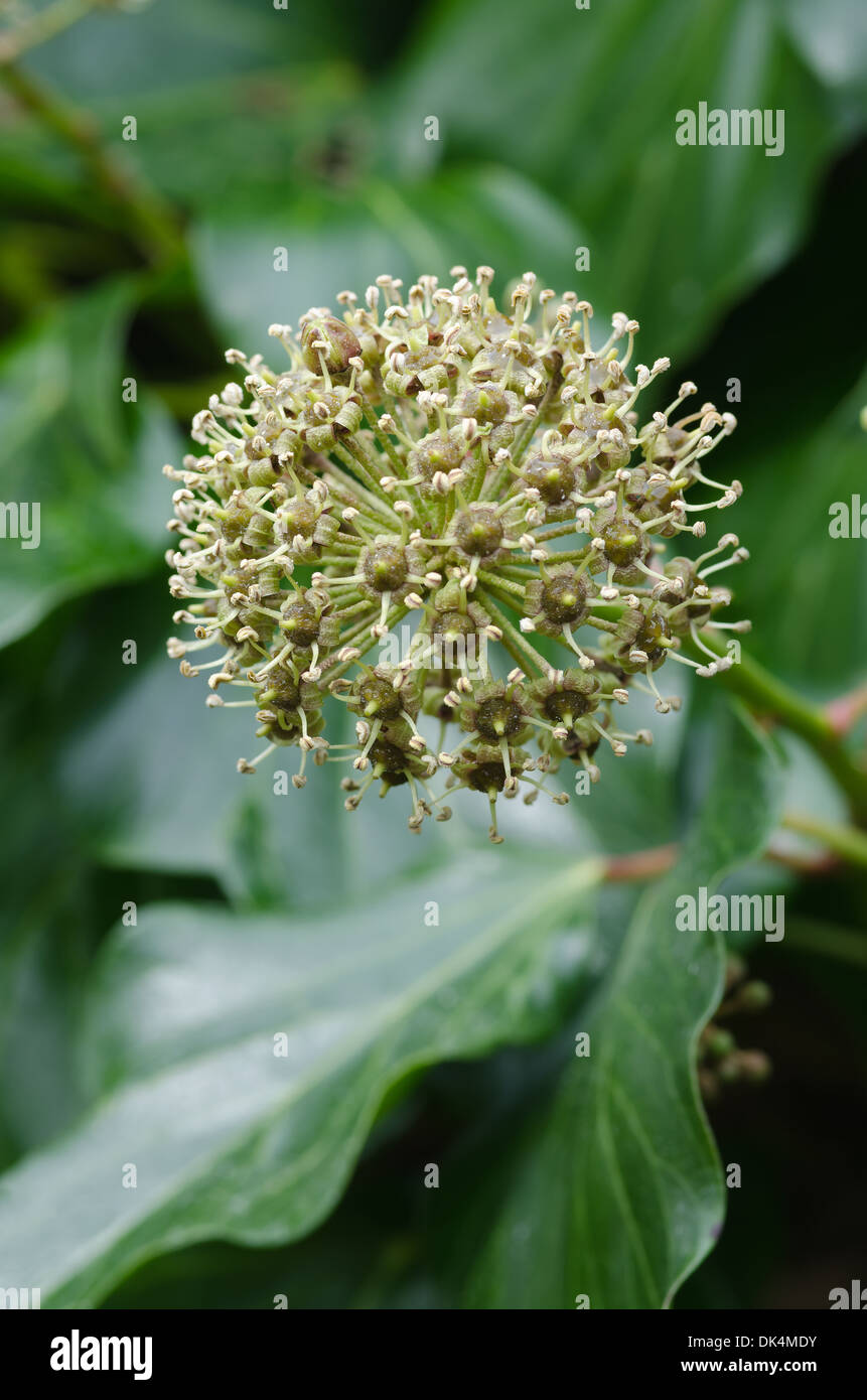 Ivy flower in full bloom a special source of pollen during late autumn ...