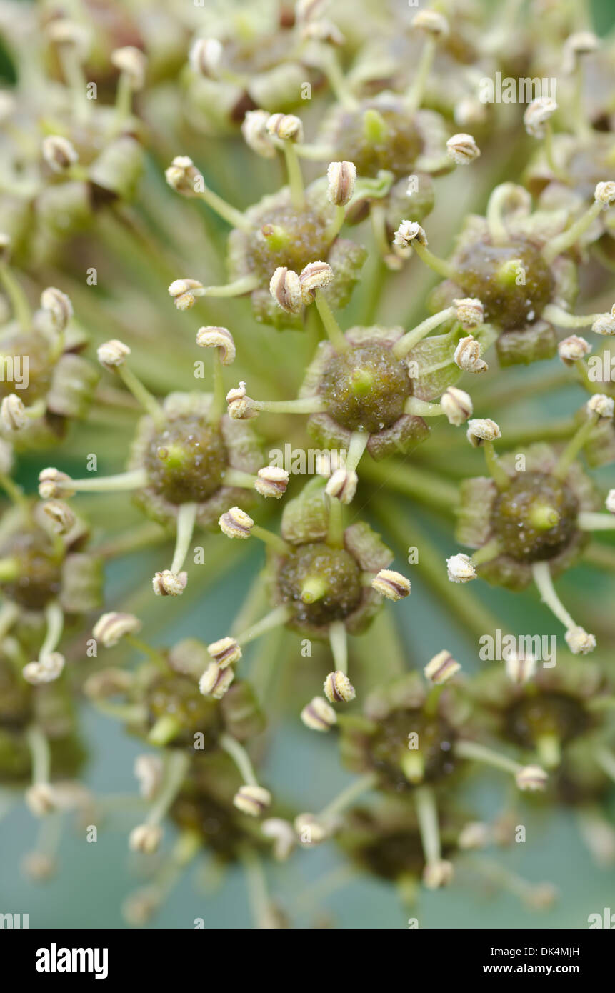 Poison ivy flower hi-res stock photography and images - Alamy