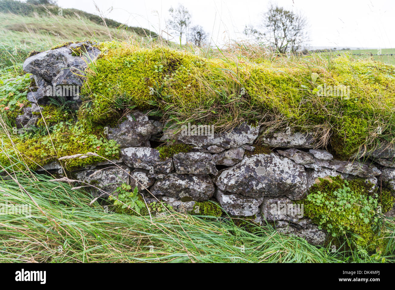 Wall at Leamanegh castle ruin, Burren, Co. Clare, Ireland Stock Photo ...