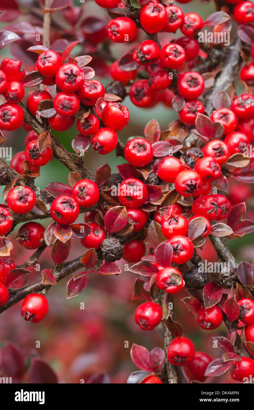 Abundant line lines of red berries cottoneaster shrub a great food ...