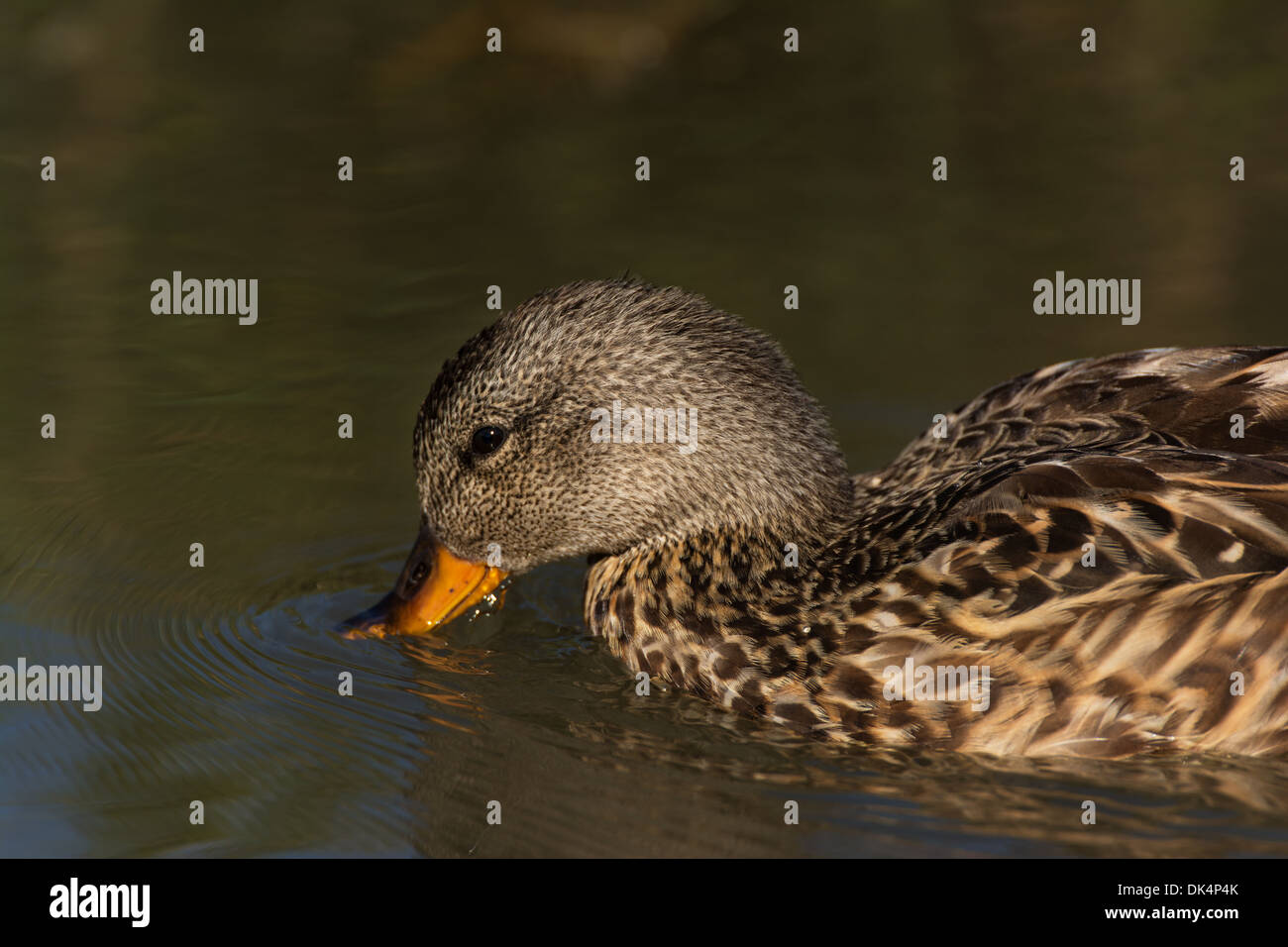 Male in eclipse hi-res stock photography and images - Alamy
