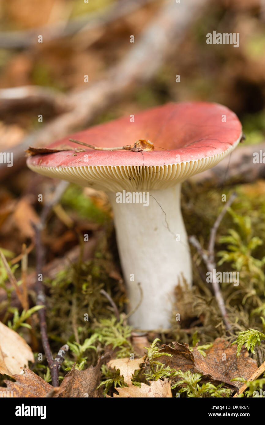 Russula sp hi-res stock photography and images - Alamy