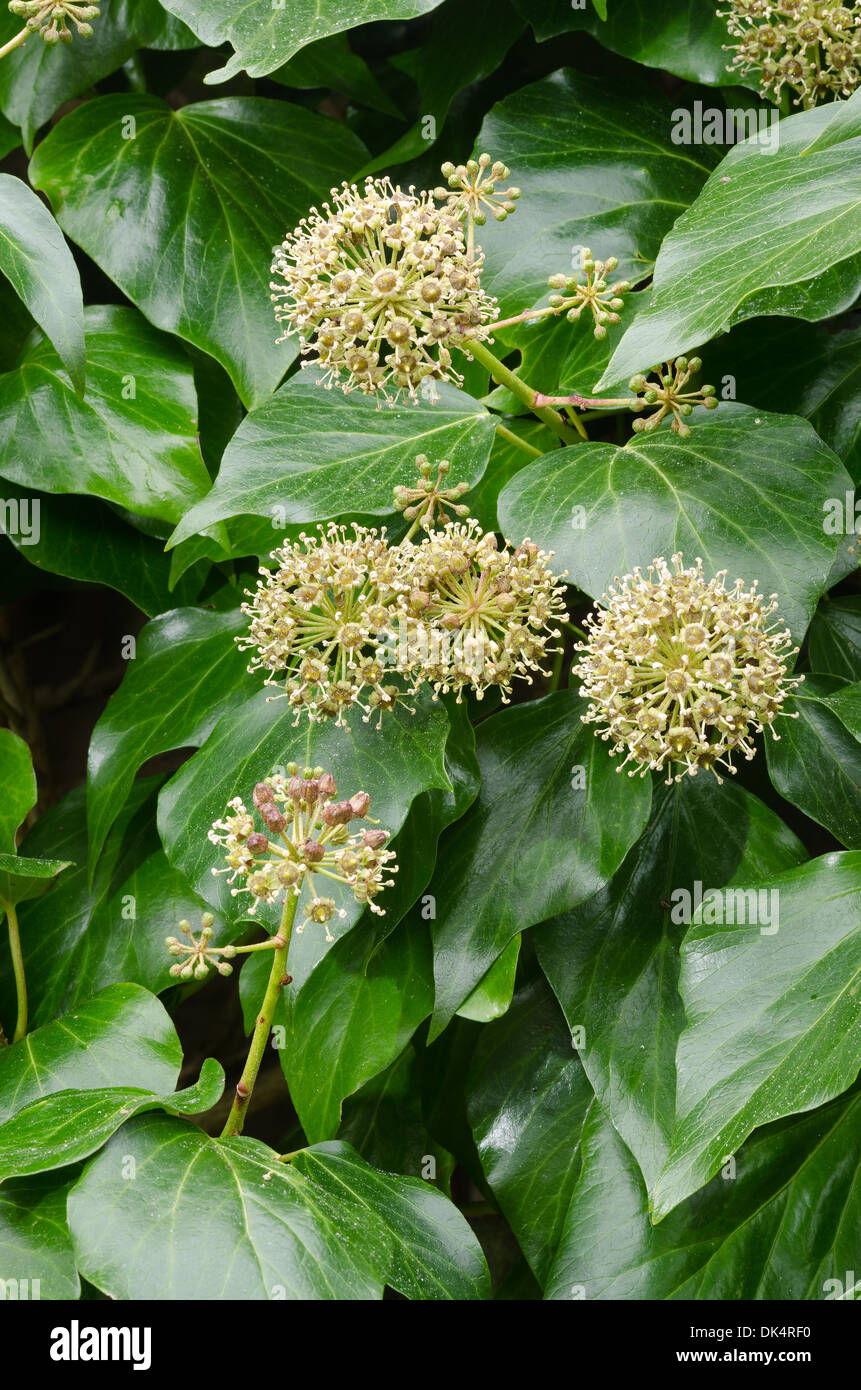 Ivy flower in full bloom a special source of pollen during late autumn ...