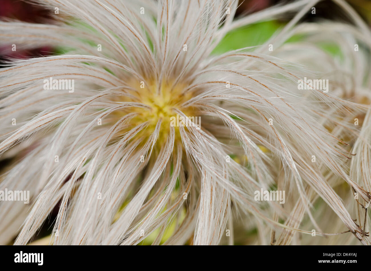 Wispy slender tendrils fibers hairs of clematis flower seed head fluffy ...