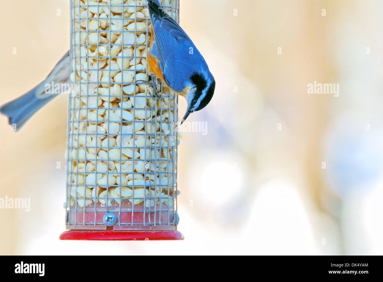 A nuthatch on a bird feeder hi-res stock photography and images - Alamy