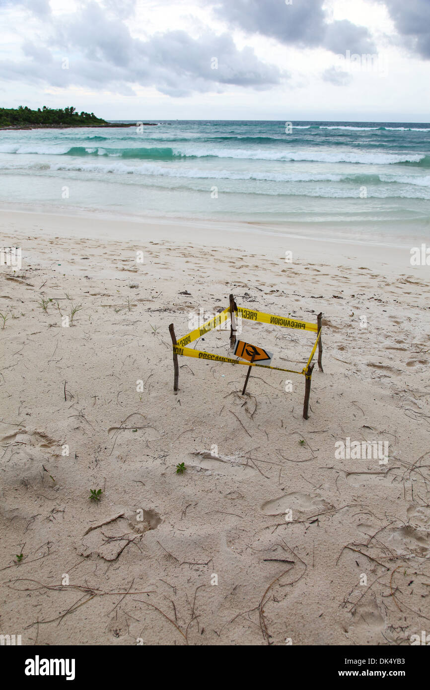 Sea Turtle Nest Protected On Stock Photos & Sea Turtle Nest Protected ...