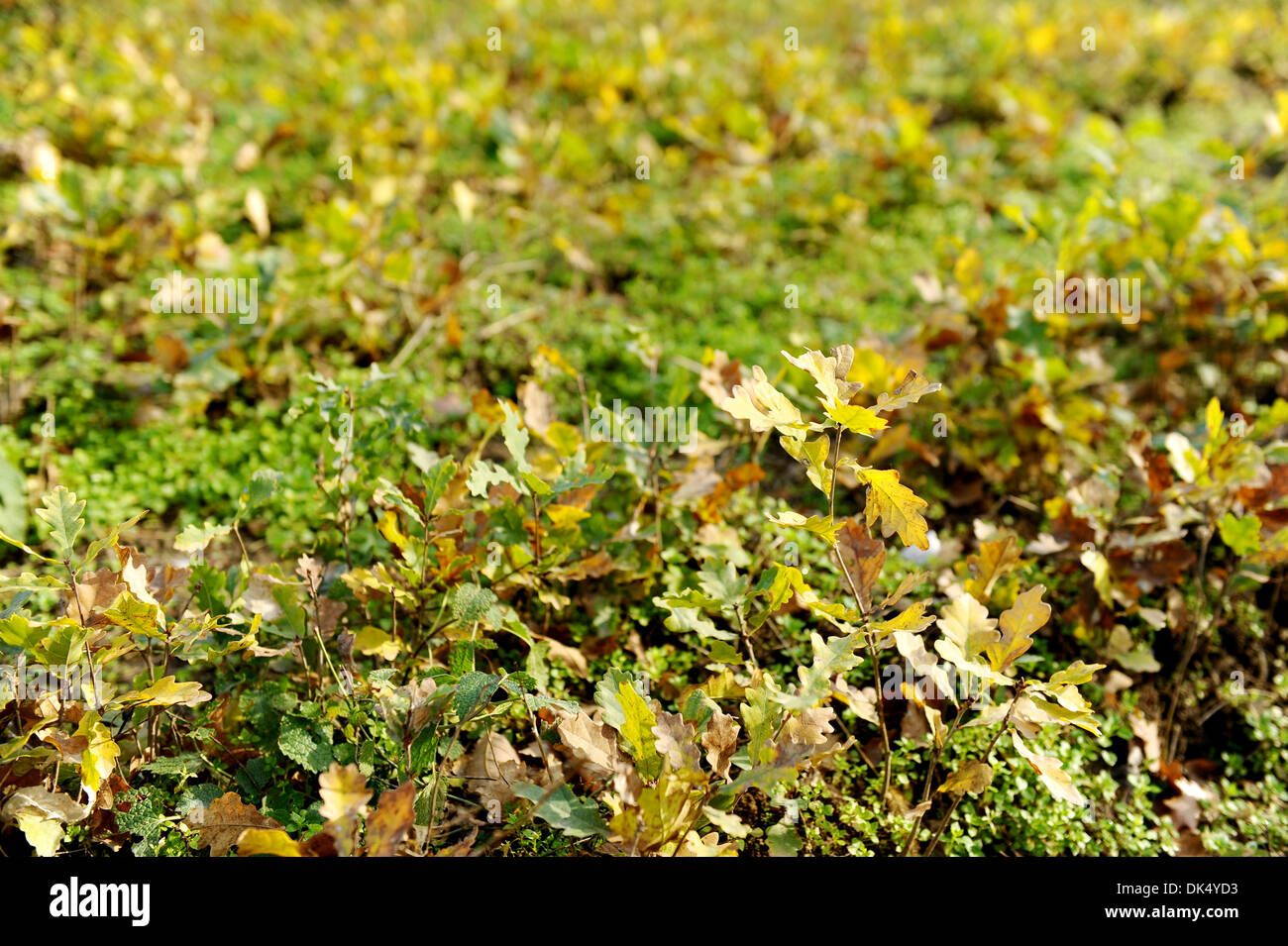 Young oak tree hi-res stock photography and images - Alamy