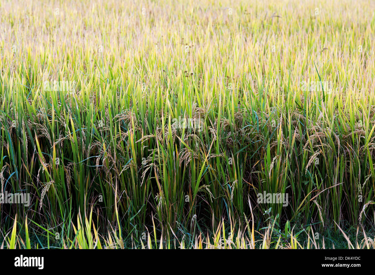 Ripe rice plants in India ready for harvesting. Andhra Pradesh, India ...