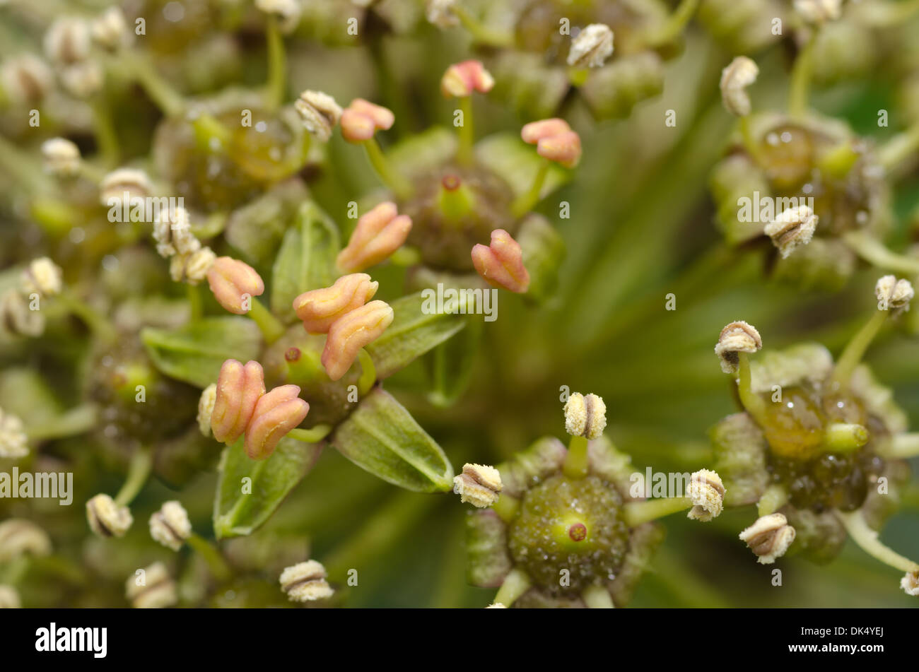 Ivy flower in full bloom a special source of pollen during late autumn ...