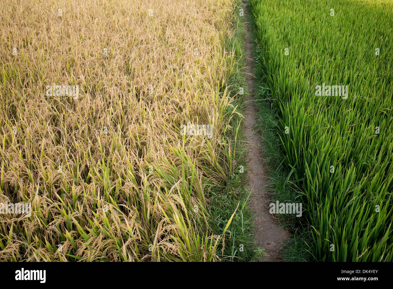 Ripe rice plants hi-res stock photography and images - Alamy