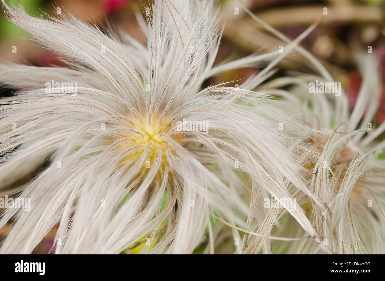 Wispy slender tendrils fibers hairs of clematis flower seed head fluffy ...