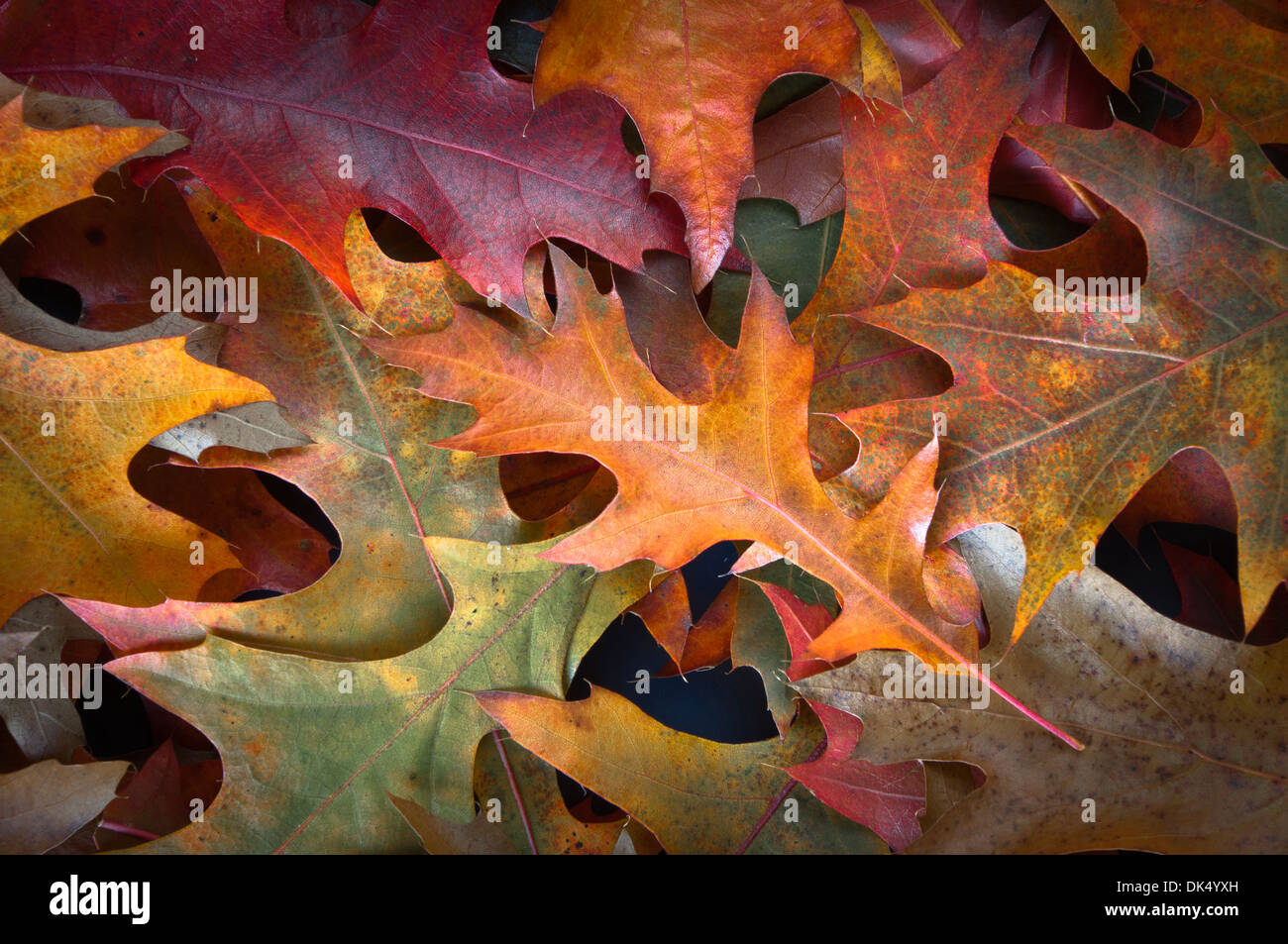 Autumn fall natural background hi-res stock photography and images - Alamy