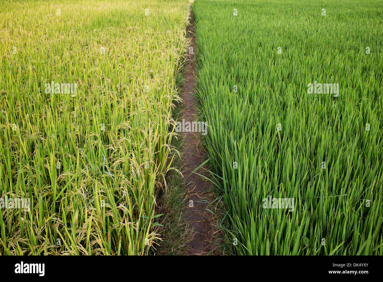 Ripe rice plants hi-res stock photography and images - Alamy