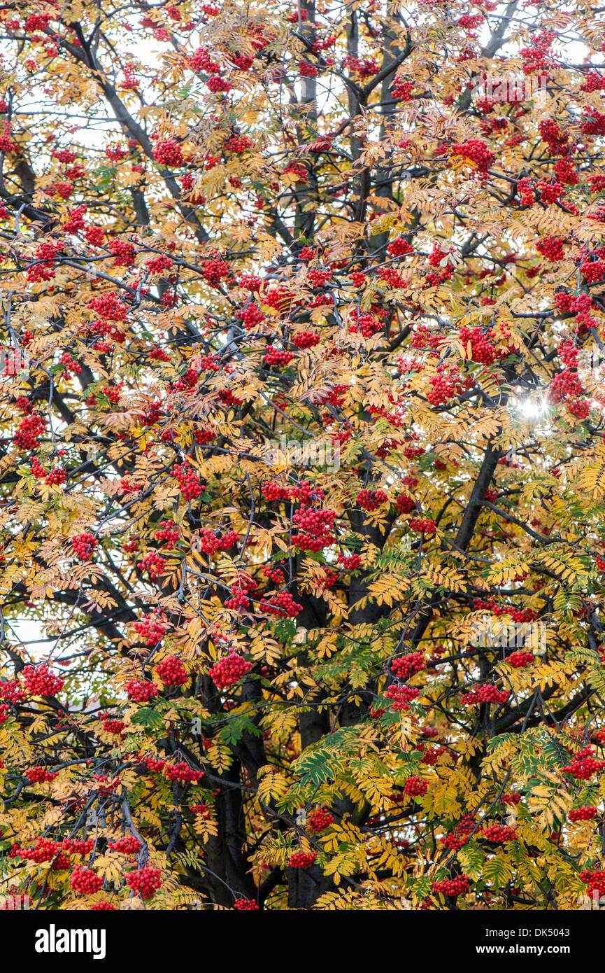 Autumn uk ash tree hi-res stock photography and images - Alamy