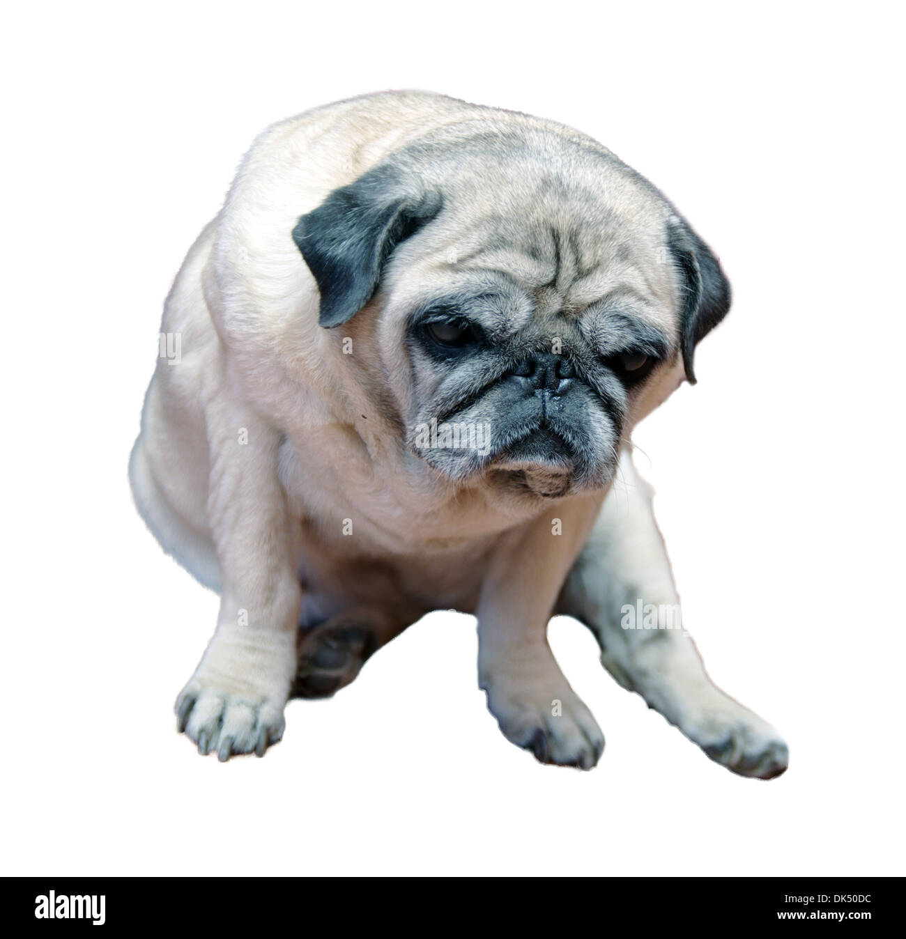 Pug, old, sitting in front of white background Stock Photo - Alamy