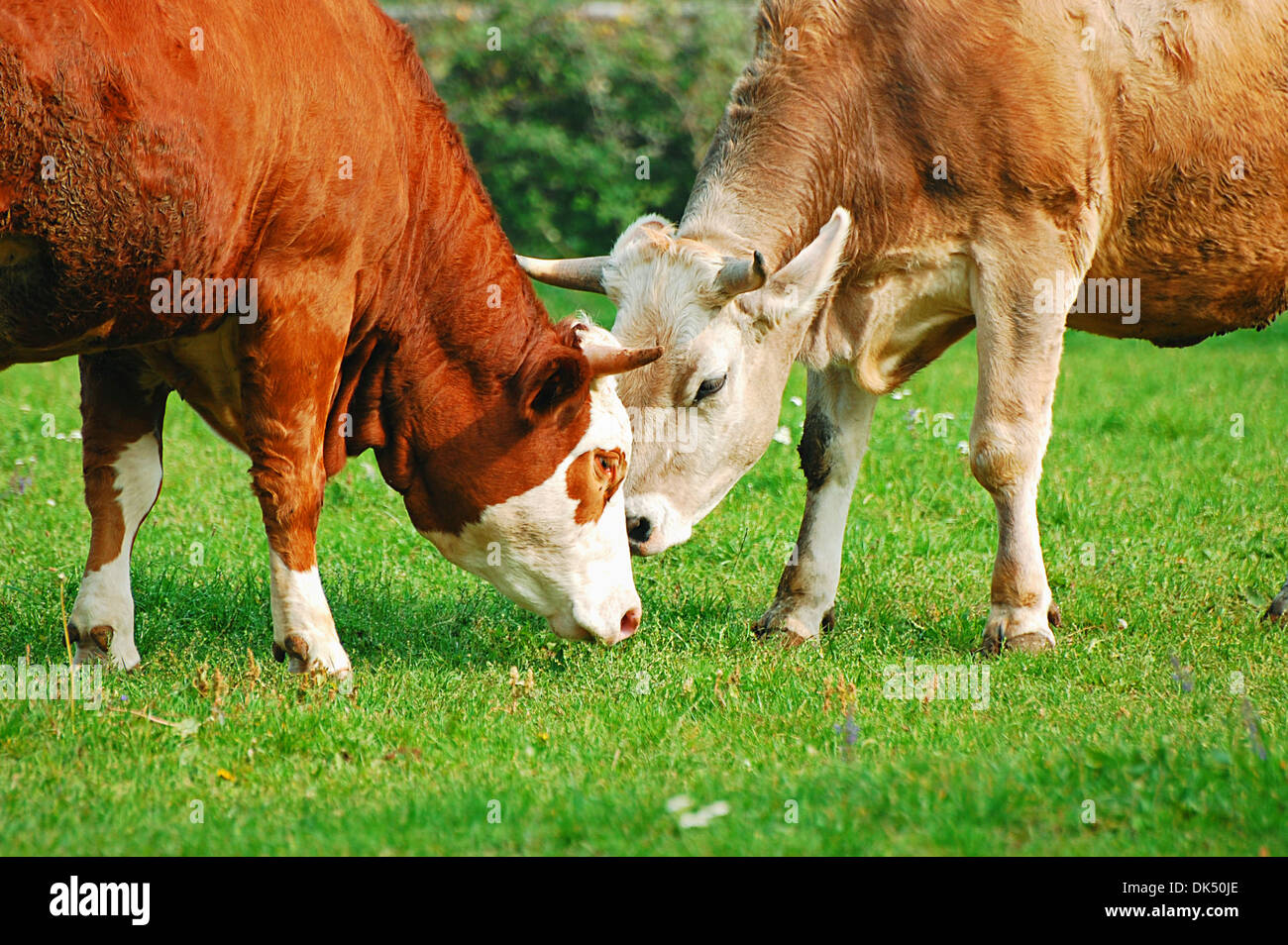 What do cows eat hi-res stock photography and images - Alamy