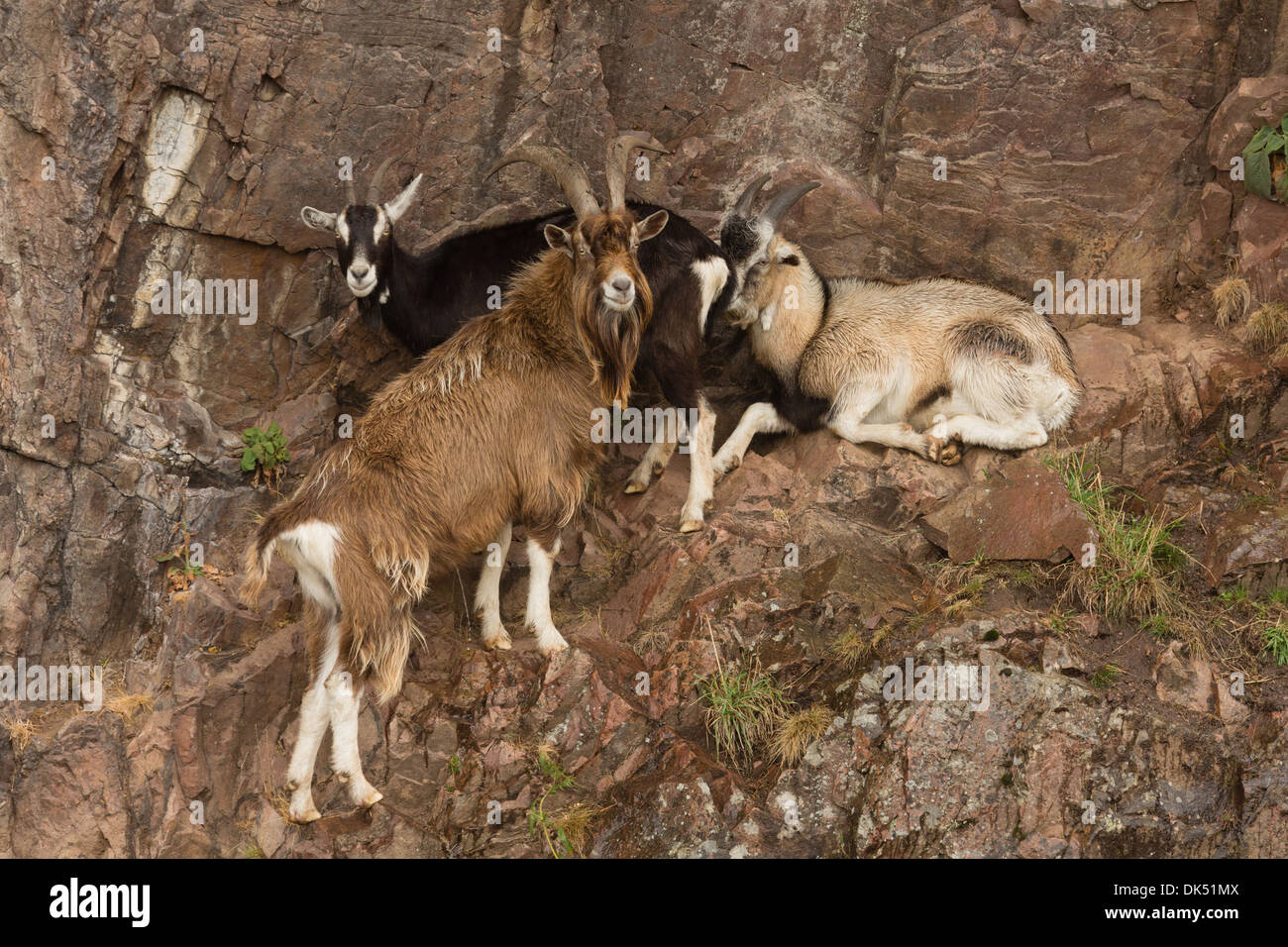 A group of feral goats sheltering from the rain Stock Photo - Alamy