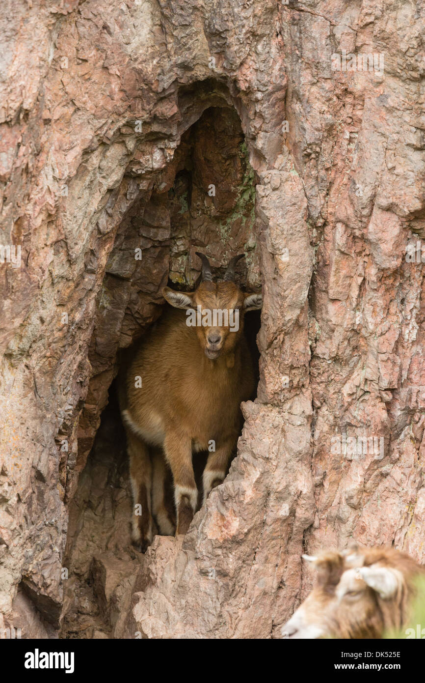 Young feral goat sheltering from the rain Stock Photo - Alamy