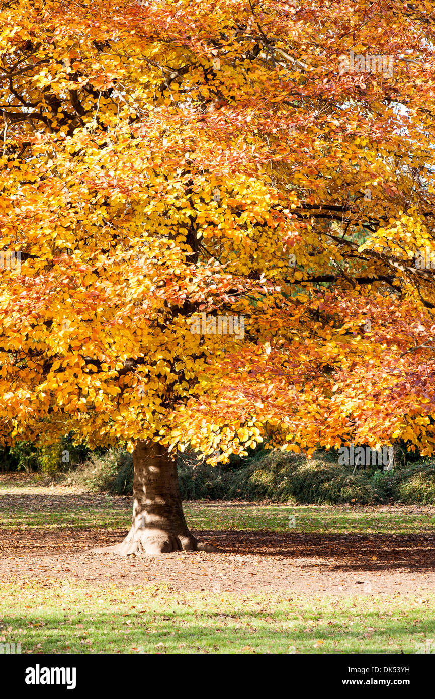 Beautiful london park hi-res stock photography and images - Alamy