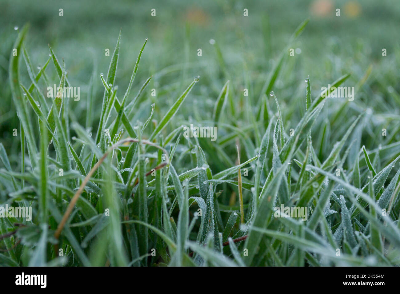 Frosty grass during winter Stock Photo - Alamy