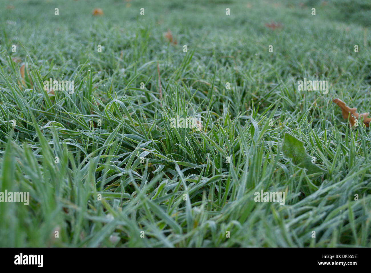 Frosty grass during winter Stock Photo - Alamy