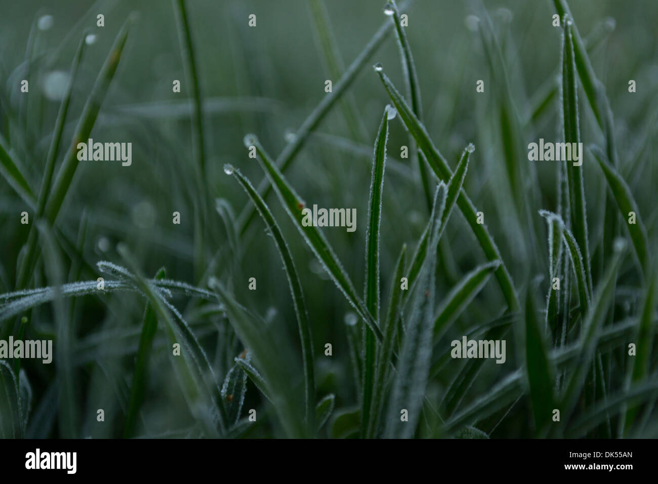 Misty grass hi-res stock photography and images - Alamy