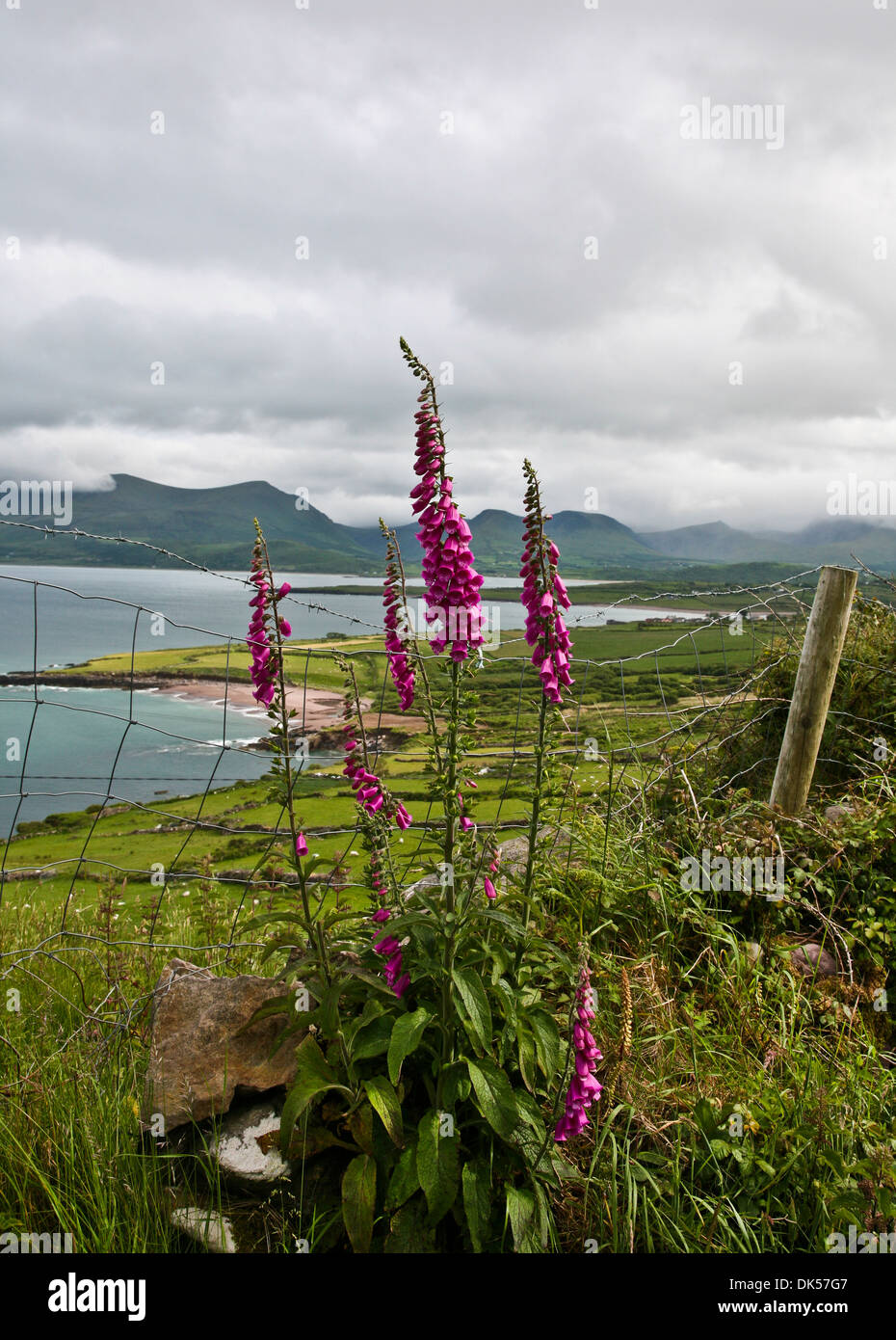 Irish wildflowers wild flowers hi-res stock photography and images - Alamy
