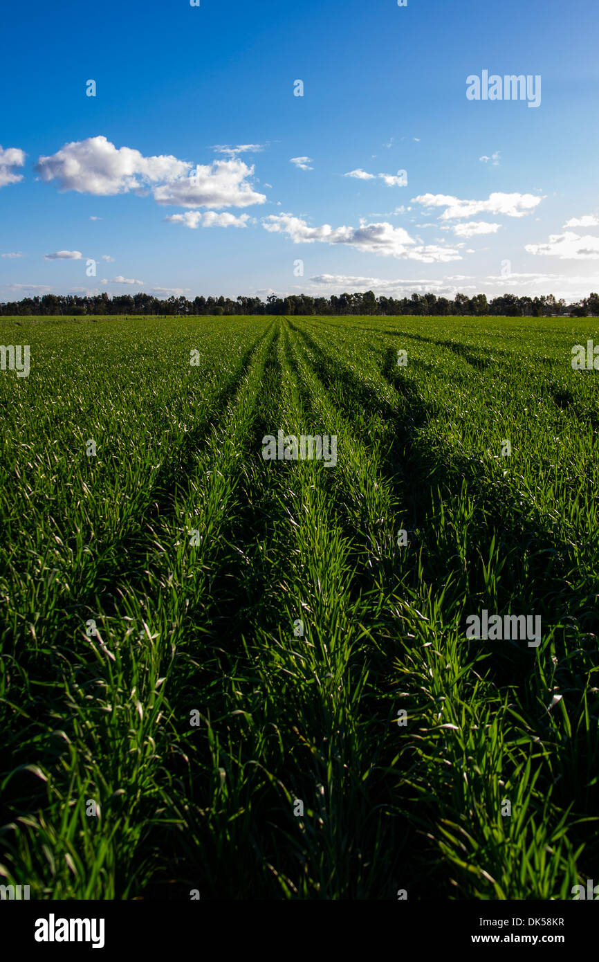 Lush green grass like crop growing in country field Stock Photo - Alamy