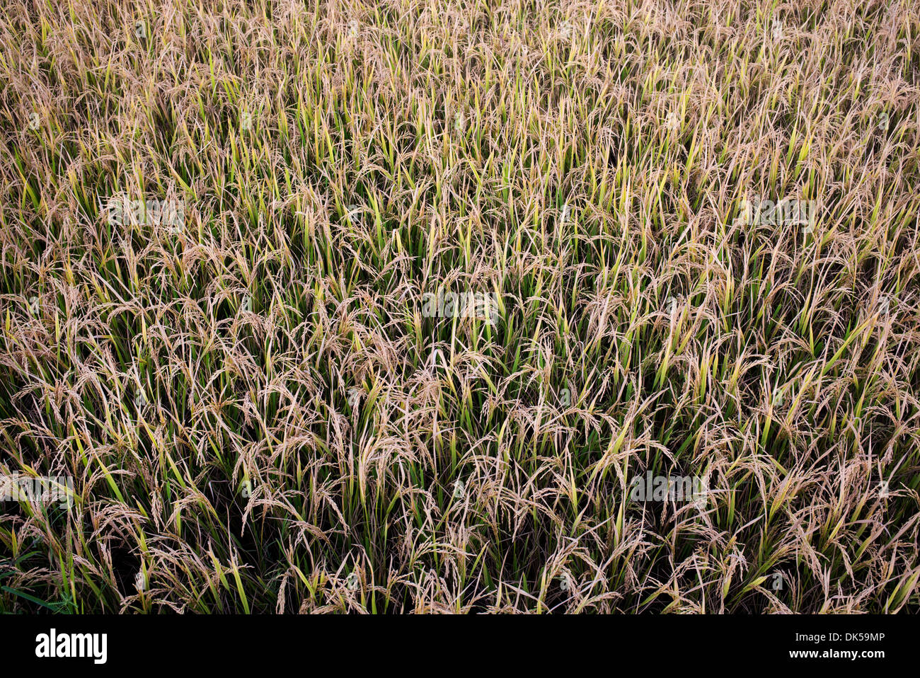 Ripe rice plants in India ready for harvesting. Andhra Pradesh, India ...