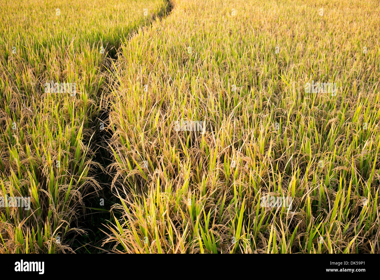 Ripe rice plants in India ready for harvesting. Andhra Pradesh, India ...