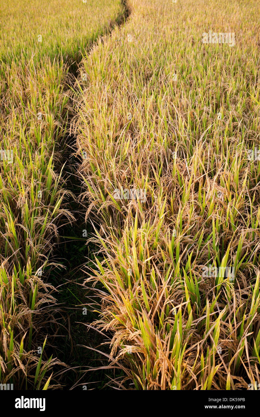 Ripe rice plants in India ready for harvesting. Andhra Pradesh, India ...