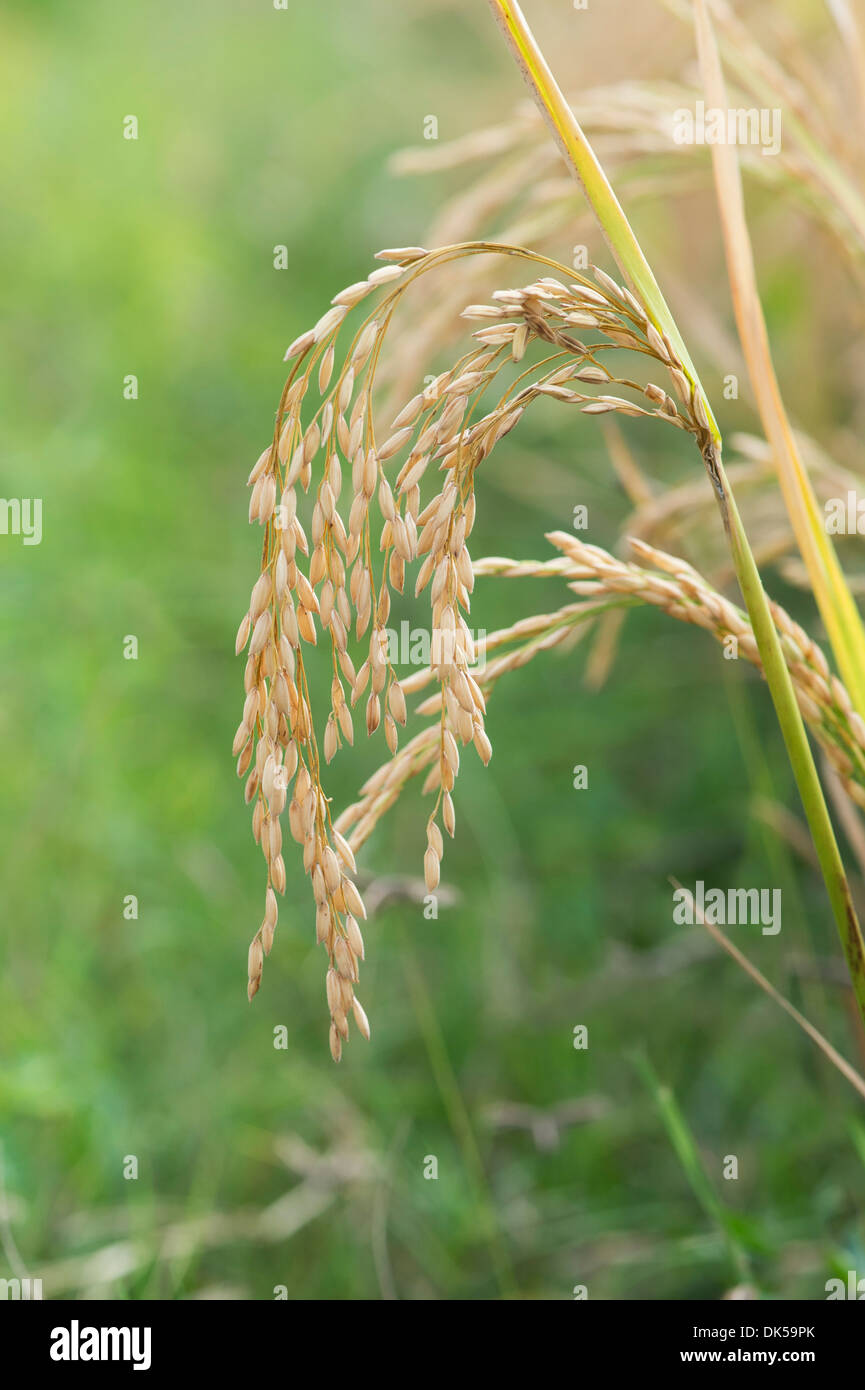 Ripe rice plants in India ready for harvesting. Andhra Pradesh, India ...