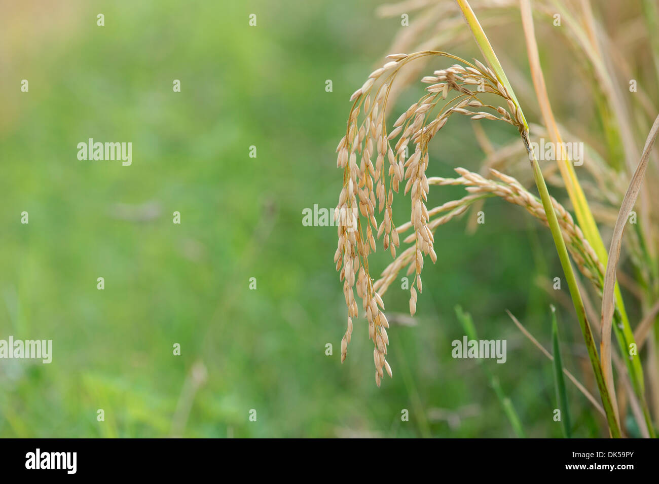 Ripe rice plants in India ready for harvesting. Andhra Pradesh, India ...