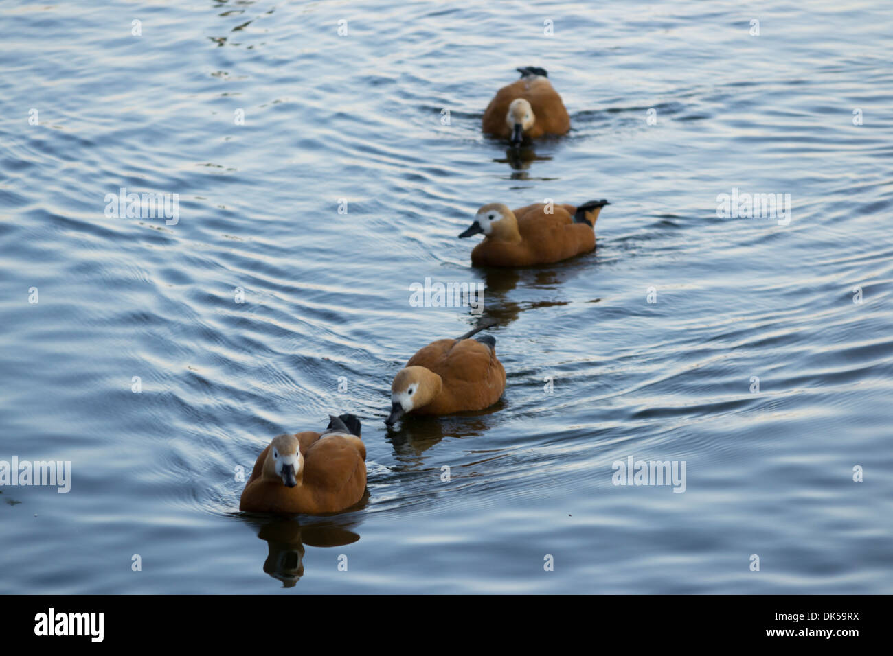 Diagonal bird hi-res stock photography and images - Alamy