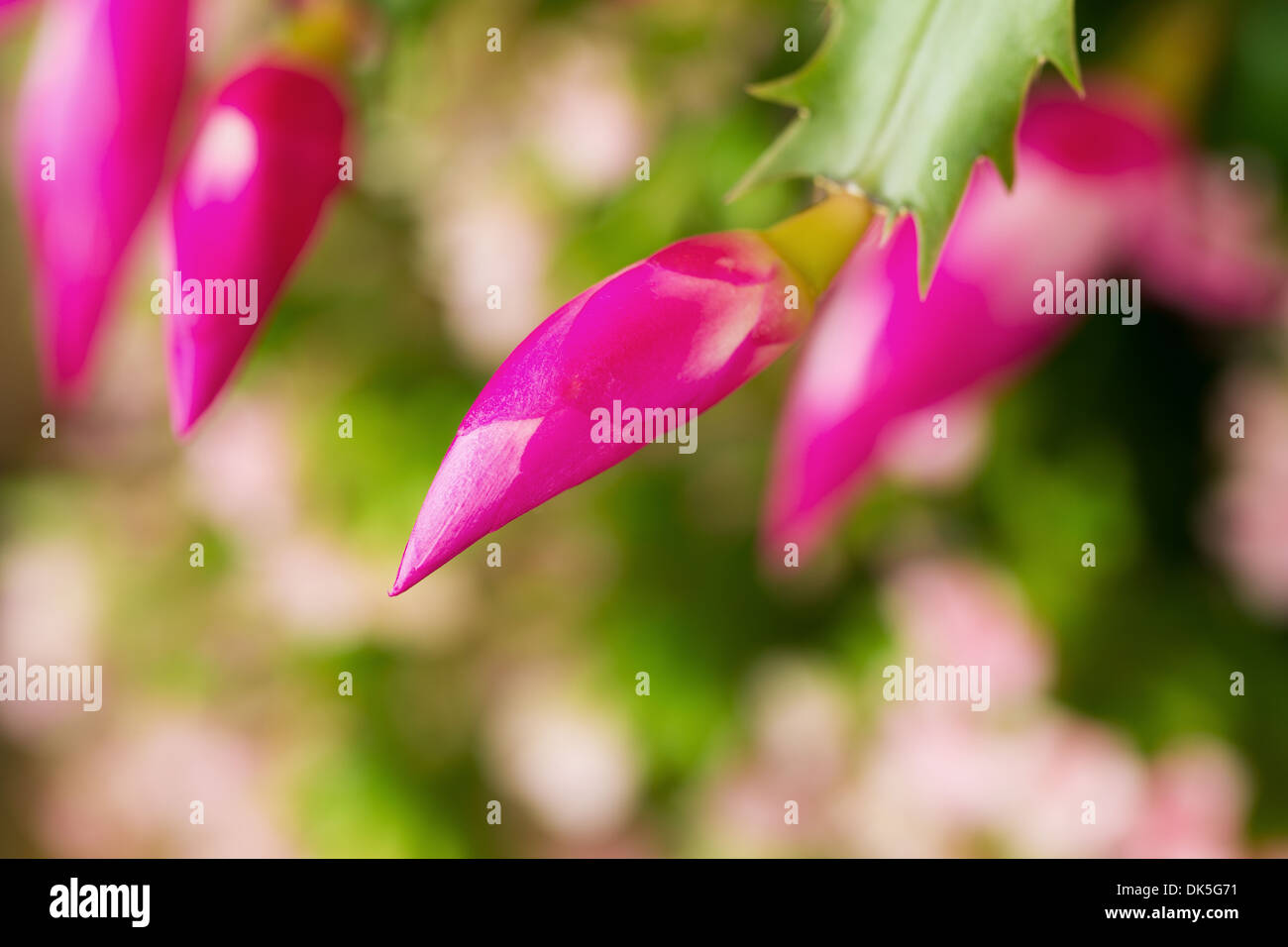 Horizontal extreme closeup photo of a blooming closed flower bud on a ...