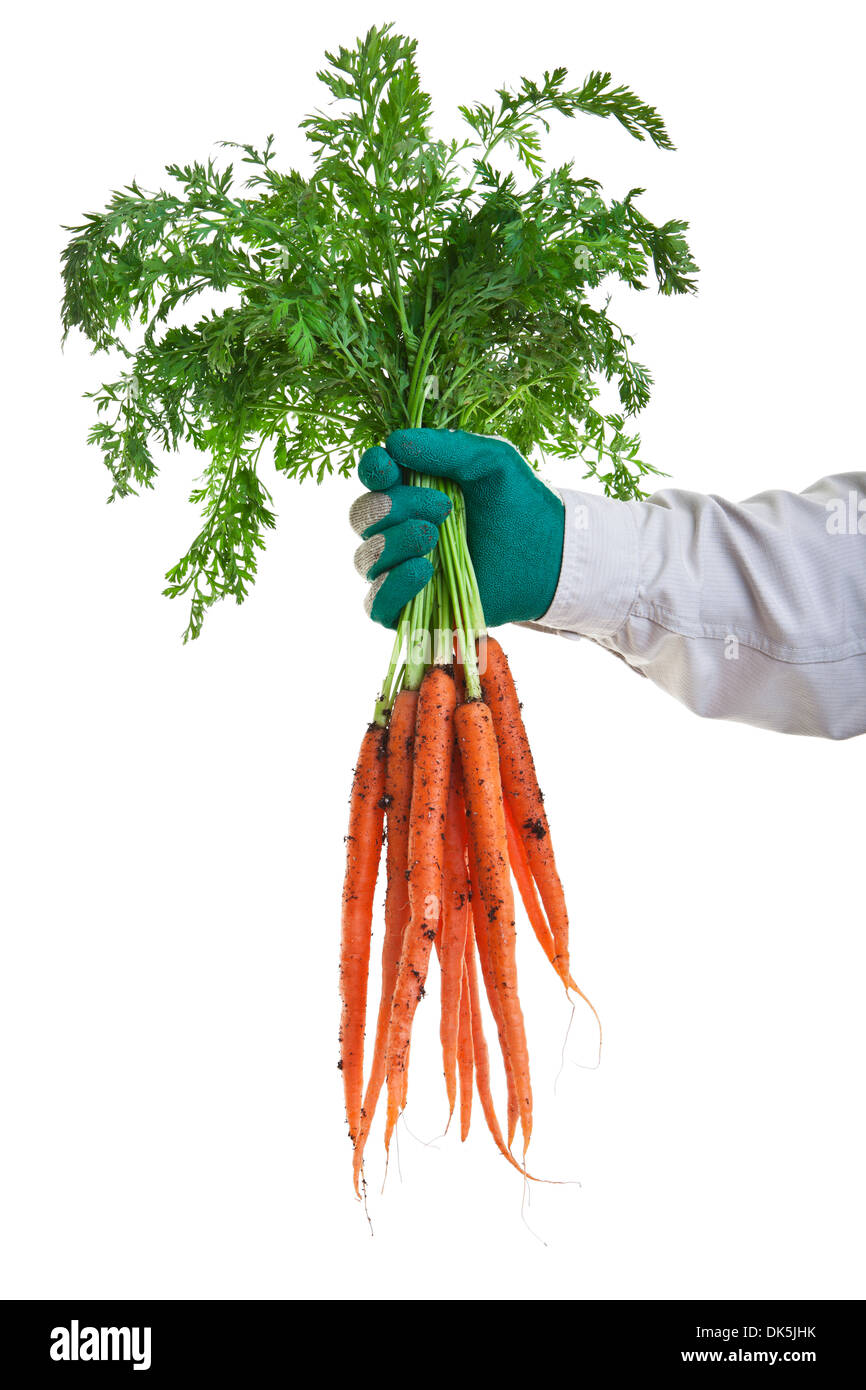 Freshly pulled carrots from the garden on a white background Stock ...
