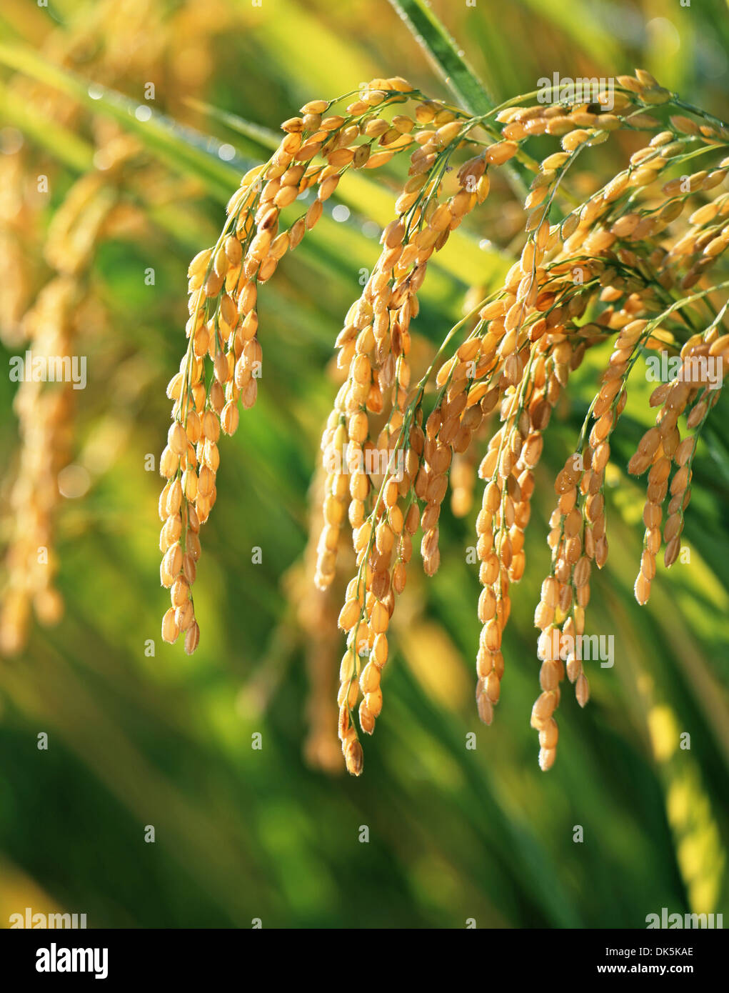 Ear of rice Stock Photo - Alamy