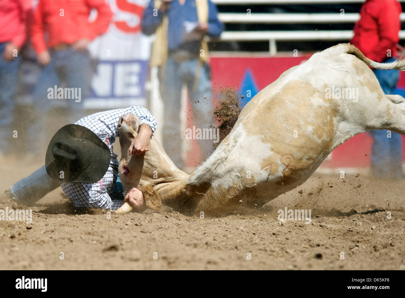 Steer wrestler hi-res stock photography and images - Alamy