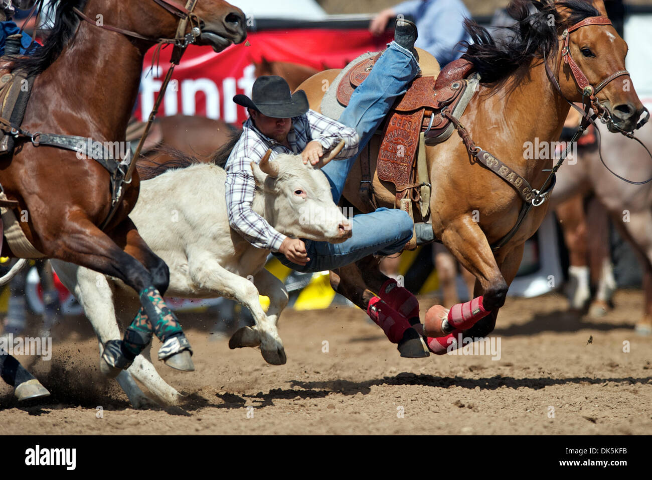 Steer wrestler hi-res stock photography and images - Alamy