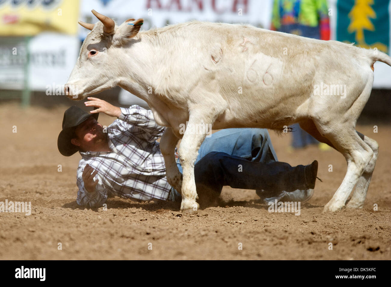 May 7, 2011 - Sonora, California, U.S - Steer wrestler Garrett Colvin ...