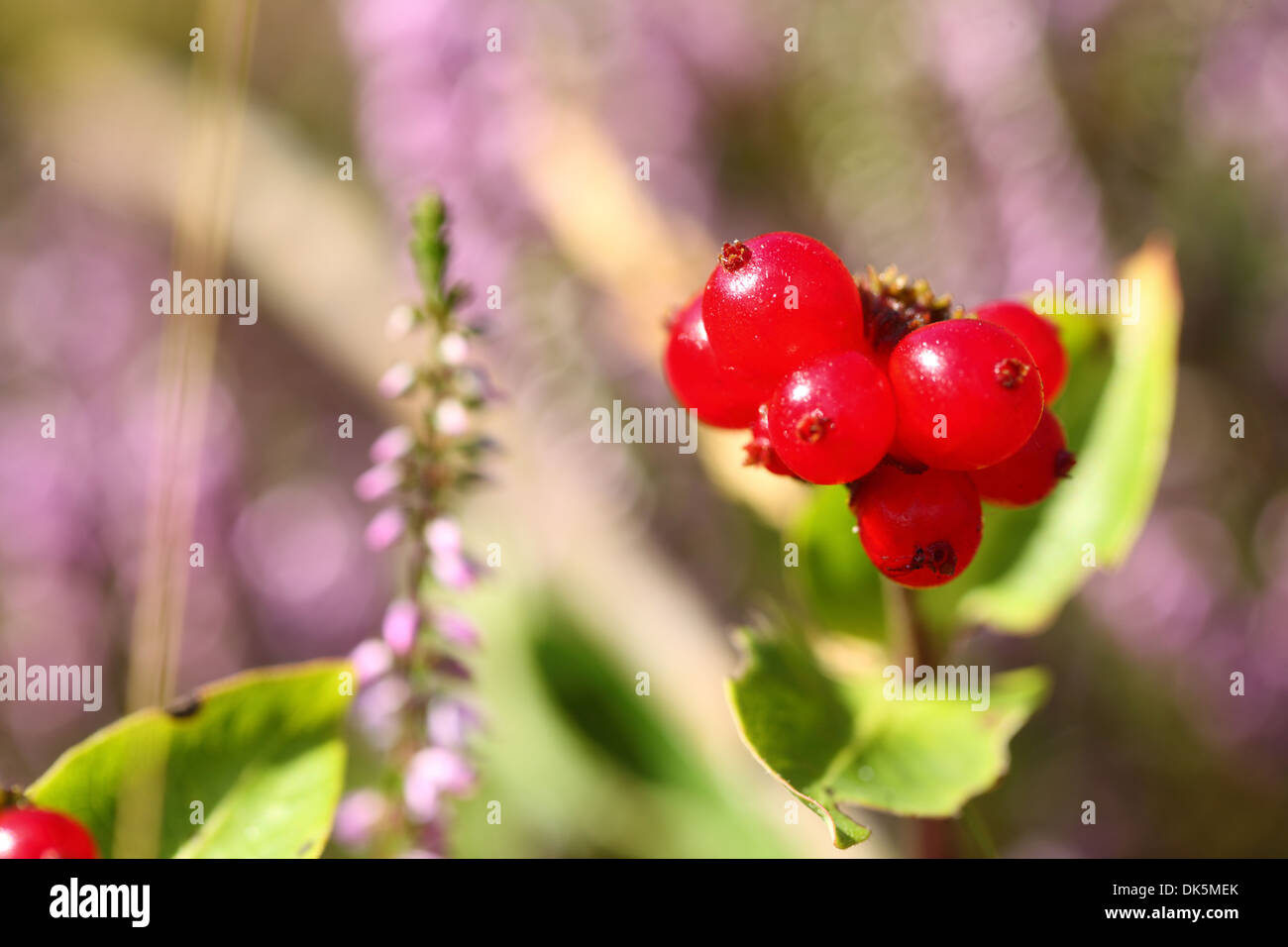 Close up wild inedible red berries on sunny meadow. Cornus suecica ...
