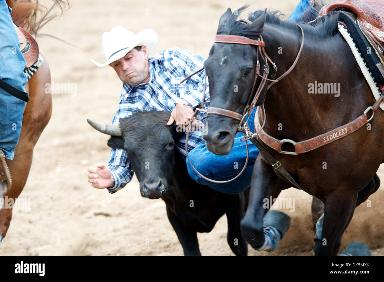 Steer wrestler hi-res stock photography and images - Alamy