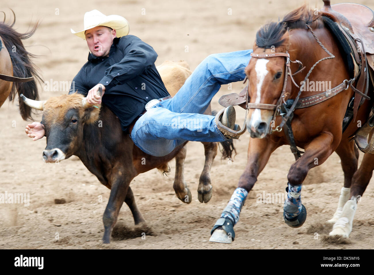 Steer wrestler hi-res stock photography and images - Alamy