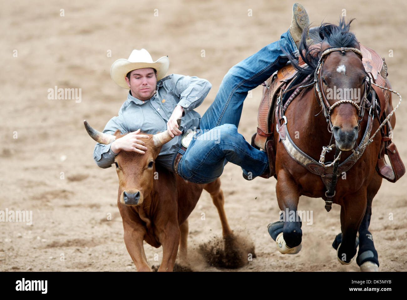 Steer wrestler hi-res stock photography and images - Alamy